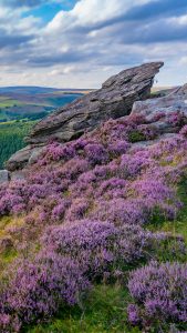 Purple heather on Derwent Edge, Peak District National Park, Derbyshire ...