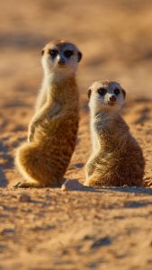 Two Meerkats (suricata suricatta) watching surroundings in morning ...