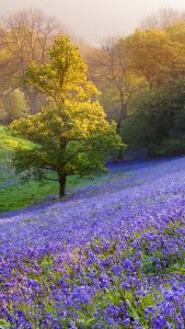 Bluebells in the countryside, Minterne Magna, Dorset, England, UK ...