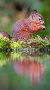 A red squirrel feeding by a pool, Dumfries and Galloway, Scotland, UK ...