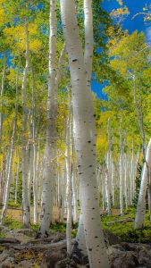 Pando aspen grove in Fishlake National Forest at morning, Utah, USA ...