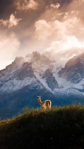 A lone guanoco in mountainous landscape looks out at the Cuernos del ...