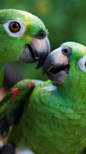 Green parrots in Amazon rainforest village, Amazonas, Brazil | Windows Spotlight Images