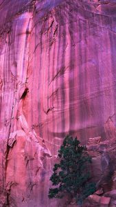 Pinyon pine tree at Wingate Sandstone cliffs, Capitol Reef, Colorado ...