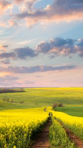 Yellow flowering fields, ground road and beautiful valley, nature ...