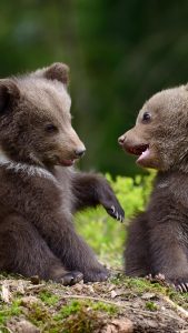 Wild brown bear cubs close-up, Finland | Windows Spotlight Images