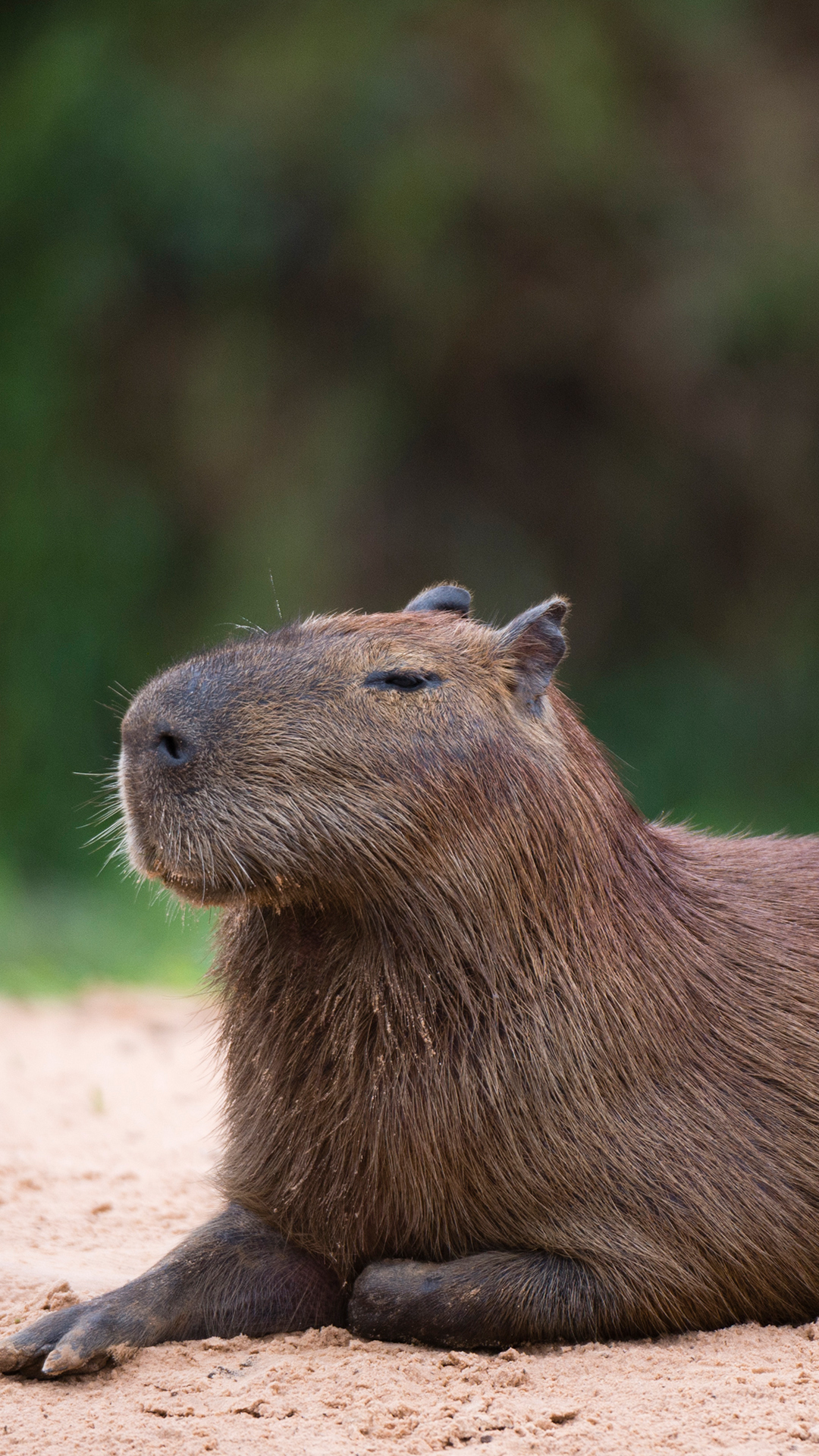 Great Kiskadee (Pitangus sulphuratus) on capybara, Pantanal, Mato ...