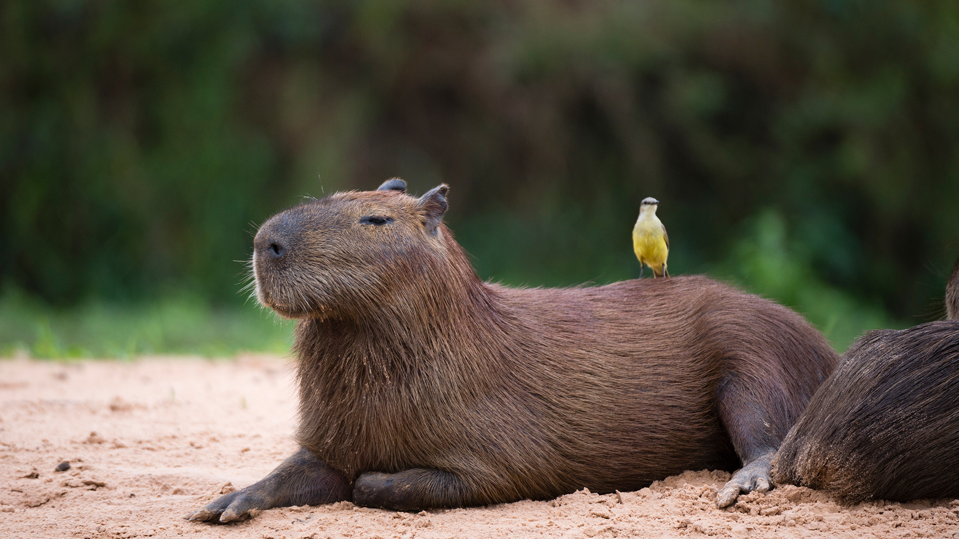 Great Kiskadee (Pitangus sulphuratus) on capybara, Pantanal, Mato ...