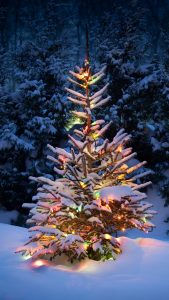 Christmas tree with fresh and fluffy snow | Windows Spotlight Images
