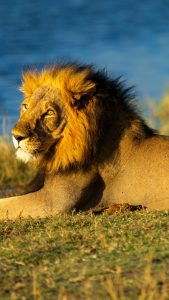 Male lion with catchlight lies on riverbank, Chobe National Park ...