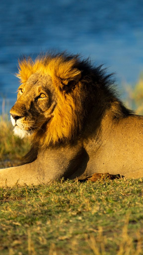 Male lion with catchlight lies on riverbank, Chobe National Park ...