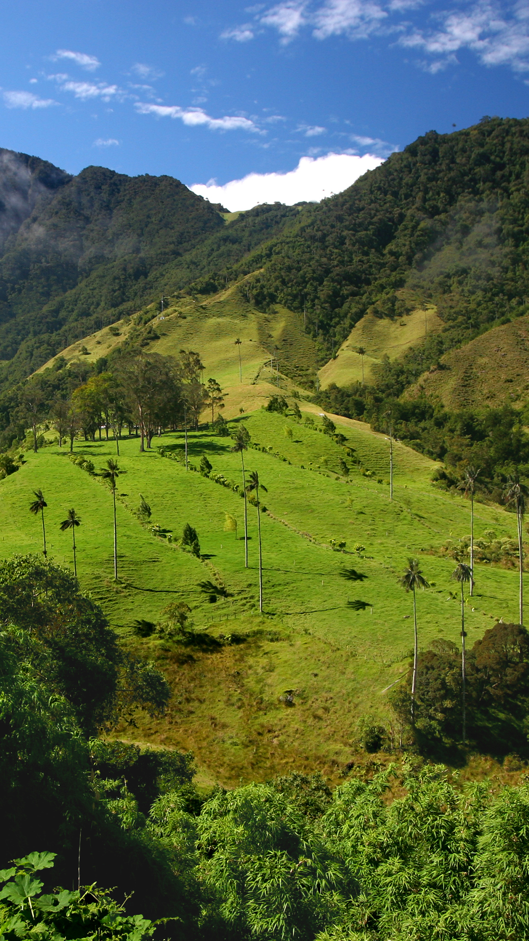 Valley of Cocora overlook view, Salento, Quindío, Colombia | Windows ...